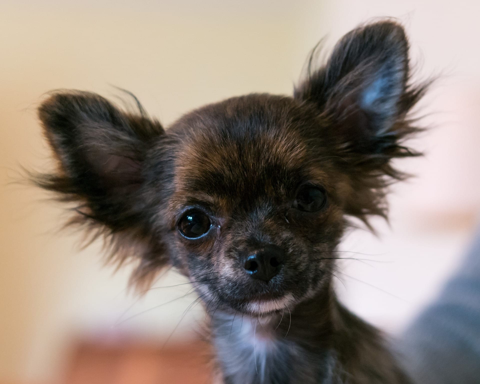 9 Most Common Dog Ear Types | Blog - PlexiDor Dog Doors